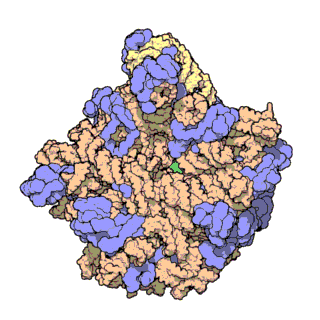 Ribosome Animated Gifs | Photobucket